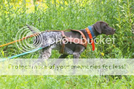 Roading/Resistance training pics or advice - Gun Dog Forum
