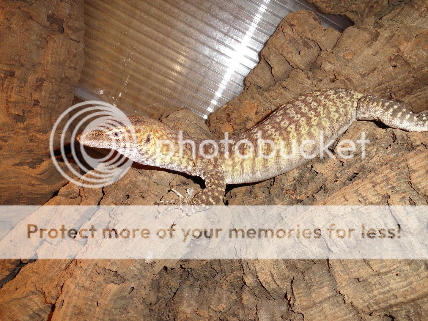 Freckled monitors Pair | Reptile Forums