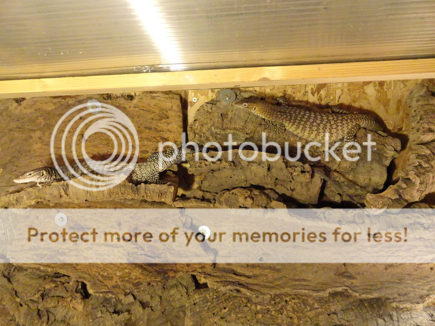 E Midlands - varanus tristis orientalis pair (Freckled monitors ...