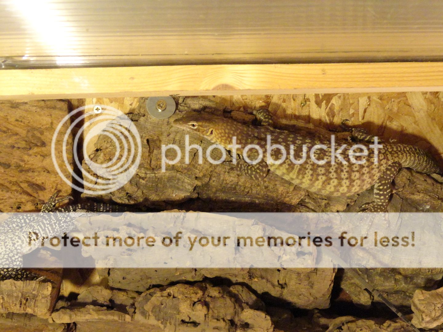 E Midlands - varanus tristis orientalis pair (Freckled monitors ...