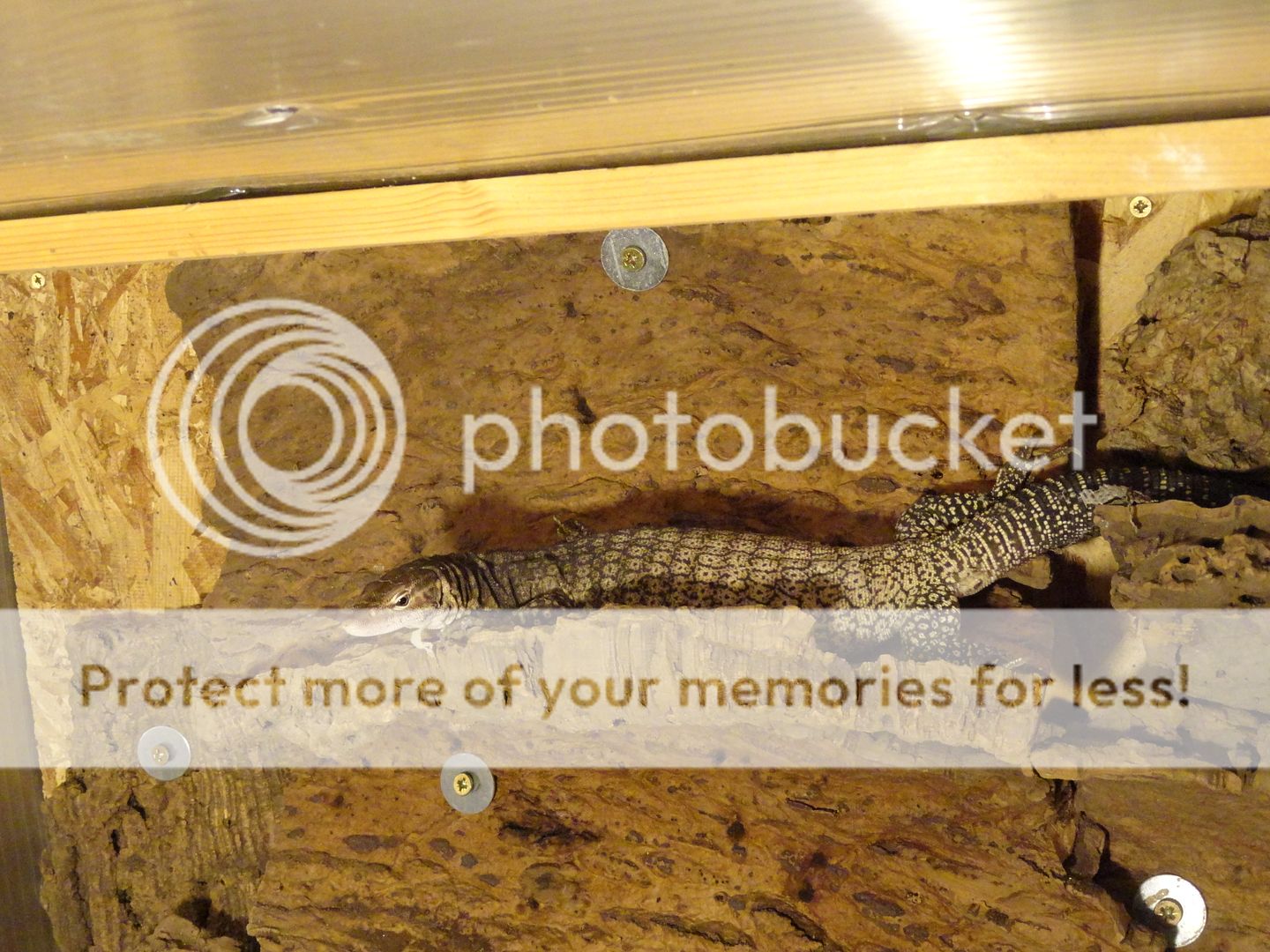 E Midlands - varanus tristis orientalis pair (Freckled monitors ...