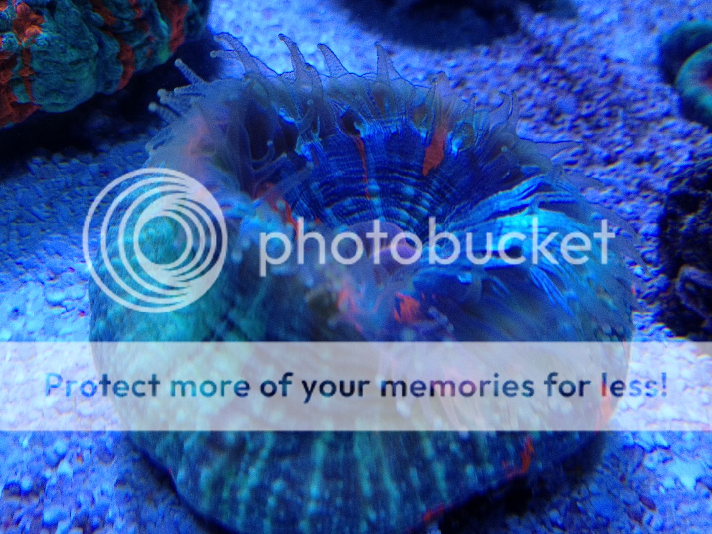 Nano Build - My Deep Blue shallow 24x24x12 | Page 2 | REEF2REEF ...