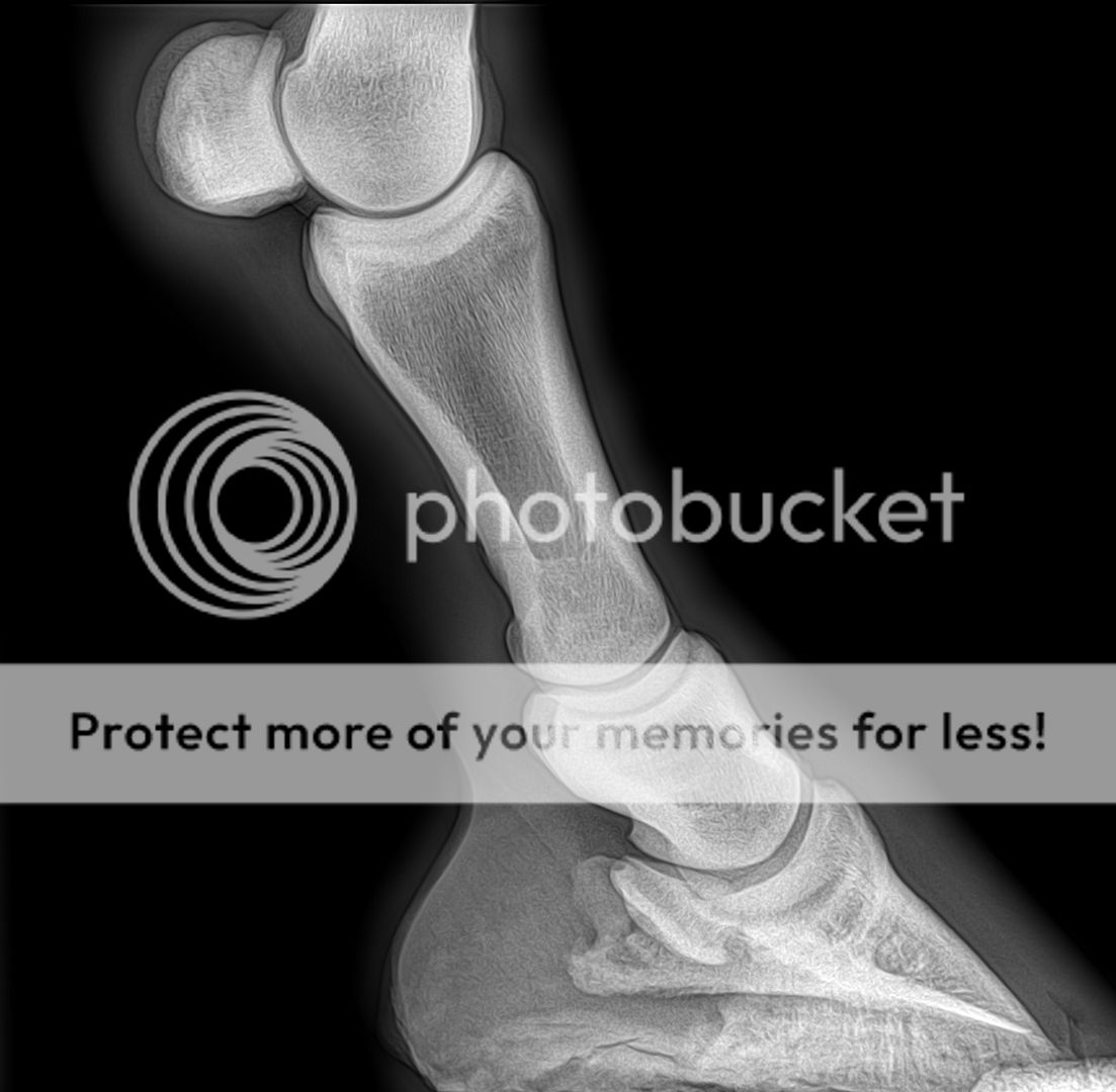 Ringbone, sidebone - what do you see on these x-rays? | Horse and Hound ...